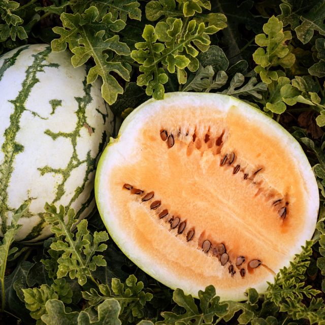 Sandia Clay County Yellow Meat (2ud) – La Primavera Vivero